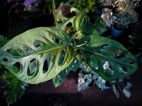 Inside Plant For Home And Office Decoration Stock Image Image Of Forest Freshness 257769029