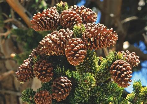 23 Types Of Pine Cones With Pictures And Identification