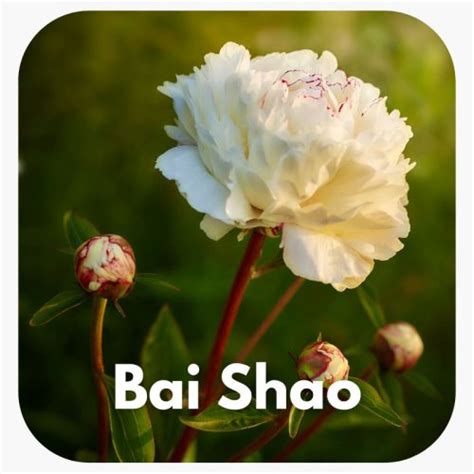 Anovulatory Infertility Discover How Tcm Can Help Ginsen