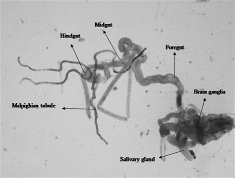 Trypan Blue Staining In The Third Instar Larvae Of Transgenic D