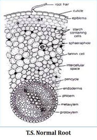 Difference Between Normal Root And Coralloid Root EasyBiologyClass