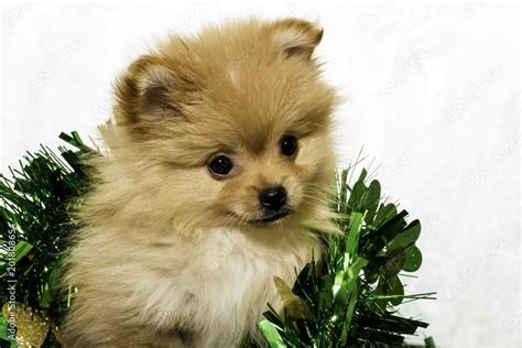 Pomeranian Puppies Tan