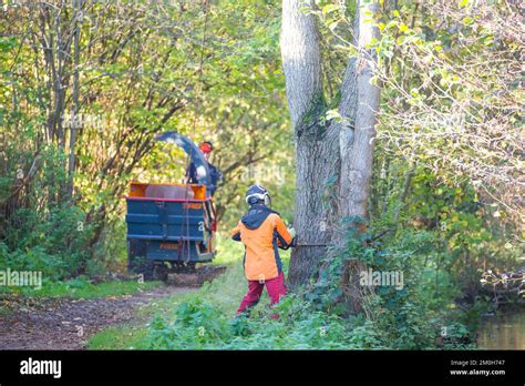 Rear View Of A Tree Surgeon And Assistant Cutting Down A Large Tree In A Park Stock Photo Alamy