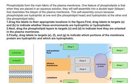 Answered Phospholipids Form The Main Fabric Of The Plasma Membrane