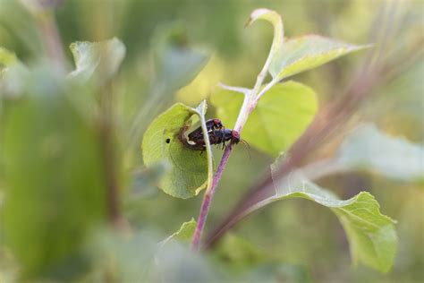 Beetle Bug Tree Free Photo On Pixabay Pixabay