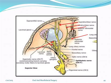 Trigeminal Nerve Anatomy Pptx