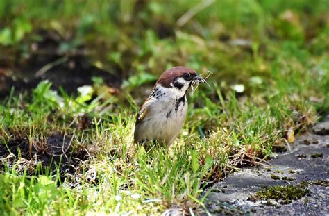 Sparrow Sperling Bird Little - Free photo on Pixabay - Pixabay