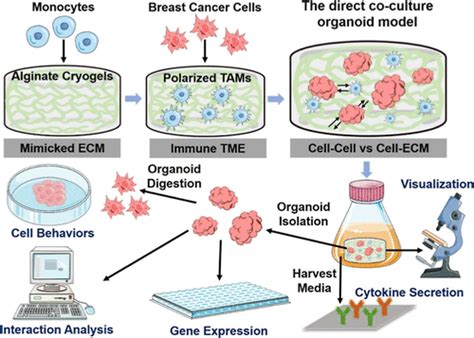 Fabrication Of A Coculture Organoid Model In The Biomimetic Matrix Of Alginate To Investigate