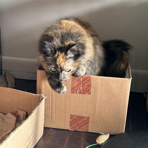 Action Shot Of My Girl Mabel Rtorties