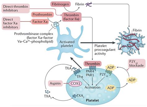 Interplay Between Antiplatelet And Anticoagulant Therapies On Thrombus