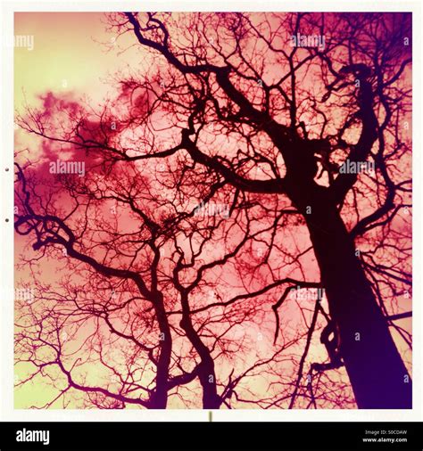 Trees Looking Like Veins Stock Photo Alamy