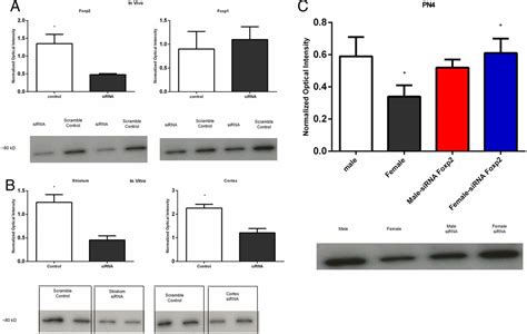Foxp2 Mediates Sex Differences In Ultrasonic Vocalization By Rat Pups And Directs Order Of