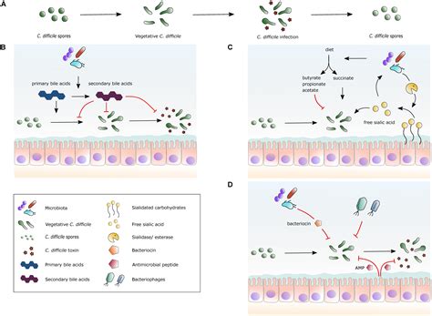Clostridium Difficile Toxin