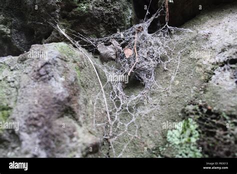 Cob Webs At Royal Botanical Gardens In Melbourne Australia Stock Photo Alamy