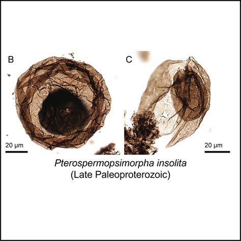 Origin Of The Eukaryotes
