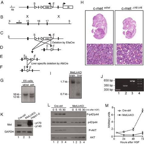 Conditional Deletion Of Exon 16 Of Mouse C Met Gene A C Met
