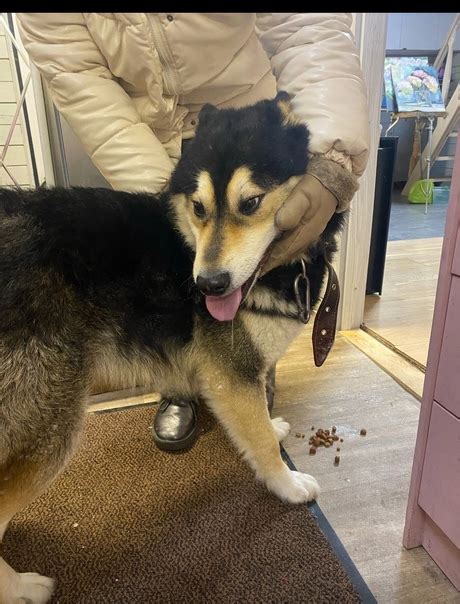 Найден пес мальчик помесь с хаски Молодой веселый добрый Очень контактный Пришел к