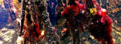 The National Data Science Bowl Makes Plankton Research Sexy Dataconomy