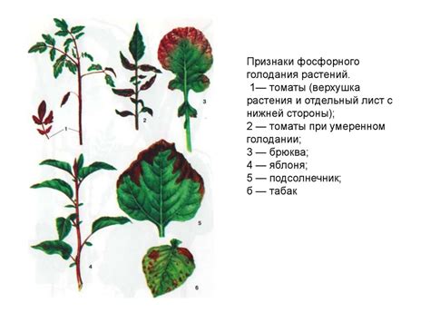 Фосфор и фосфорные удобрения - презентация онлайн
