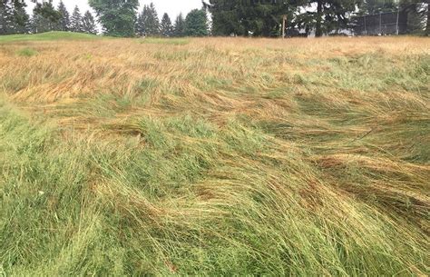 Naturalized Grass Stands For Golf Courses
