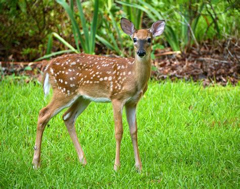 Whitetail Deer Fawn 2 Photograph By Dianne Sherrill Pixels