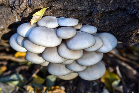 Mushroom Grow Kit Log Method Coming Back Soon — Midway Mushrooms