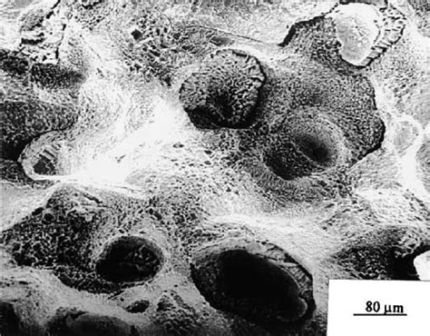 Scanning Electron Micrograph Of The Fracture Surface Of As Cast Fr