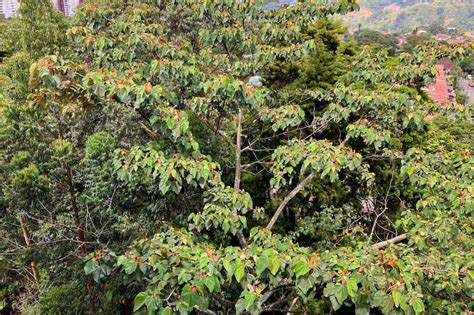 El Balso El Espectador