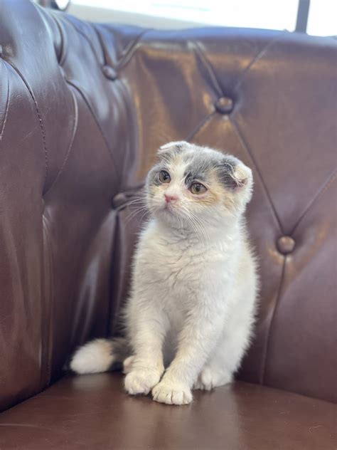 웰시코기 치와와 닥스훈트 고양이입양 요크셔테리어 토이푸들 유기견보호소 러시안블루 땅콩이 강아지입양 고양이입양 도그마루 보호소 펫샵 유기견센터 유기묘 유기견