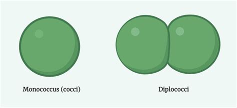 Morphology Of Bacteria Sizes Shapes Arrangements Examples With Images Biology Notes Online