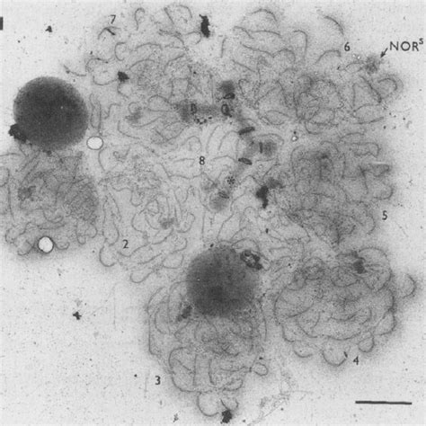 [wild Type Strain] 9 Male Synaptonemal Complex Complement A Total Of Download Scientific