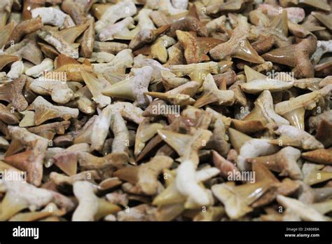 Shark Teeth Fossil Collection As Dangerous Background Stock Photo Alamy