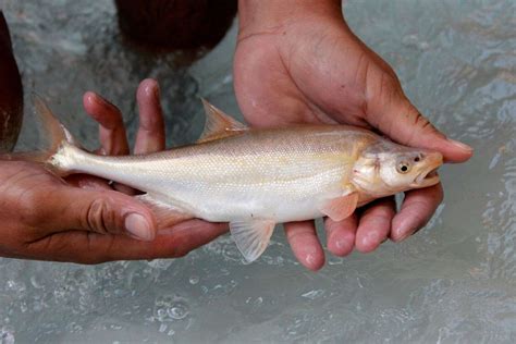 Declining Levels At Lake Powell Increase Risk To Humpback Chub