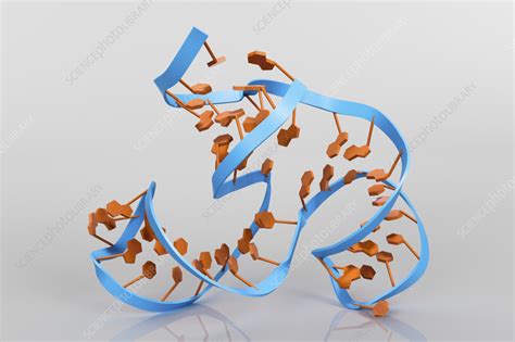 Structure Of An Aptamer Illustration Stock Image F042 4107 Science Photo Library