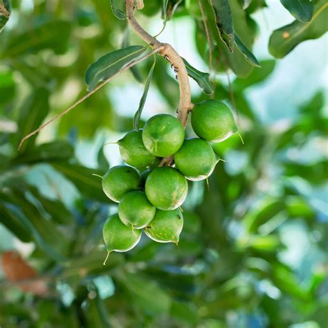 Natural Macadamia Nut Macadamia Integrifolia Live Plant For Garden