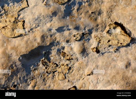 Fossilized Imprints Reveal Ancient Life In Rock Layers On A Sunny Afternoon In Nature Gallery