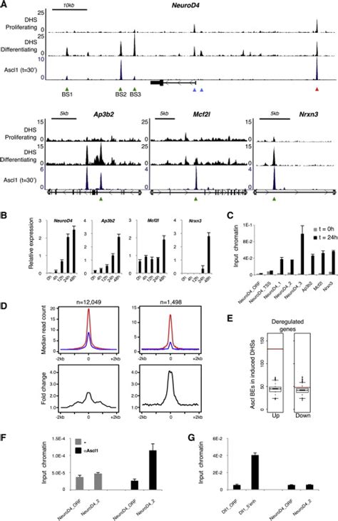 Ascl1 Binds Closed Chromatin And Promotes Chromatin Accessibility Download Scientific Diagram