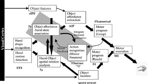 The Mns Mirror Neuron System Model I Top Diagonal Object Features Download Scientific