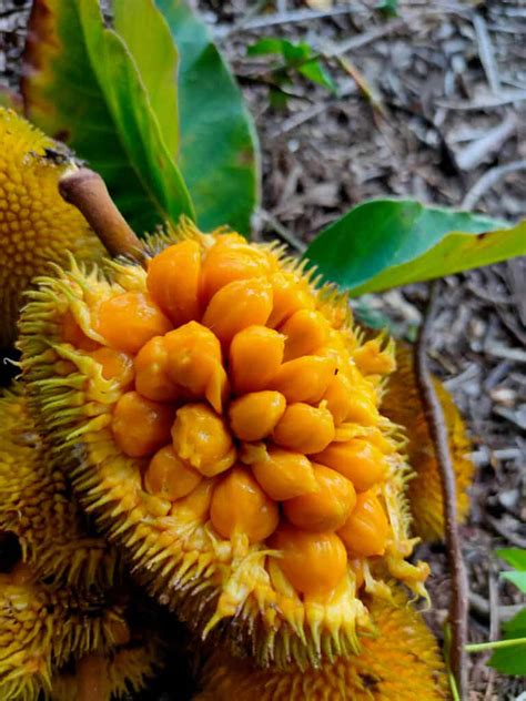 Durian Vs Jackfruit Whats The Difference