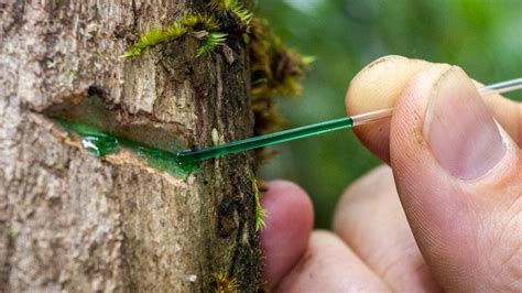 Hyperaccumulators R Humanresponse