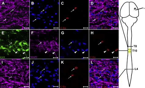C Fos Expression In Spinal Cord After Electrical Stimulation At The Download Scientific