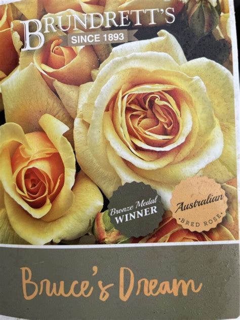 Bruce S Dream Newstead Roses