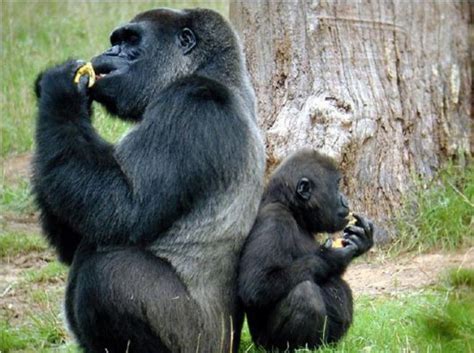 ყველაზე საყვარელი დედები და შვილები