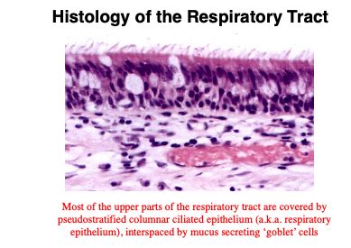 Respiratory Anatomy Flashcards Quizlet