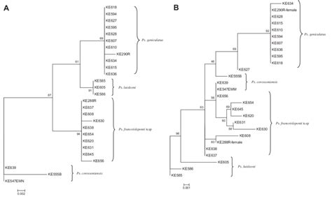 Maximum Likelihood Trees Obtained From Nucleotide Analysis Of A Its2