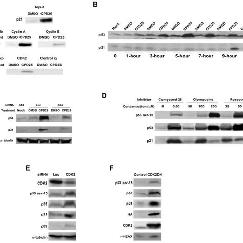 Pdf Intra S Phase Checkpoint Activation By Direct Cdk2 Inhibition
