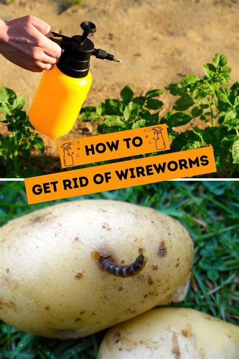 How To Get Rid Of Wireworms Soil Pest Management Easiest Pest Control