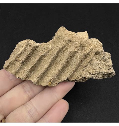 Fossils For Sale Fossils Cretaceous Dinosaur Hadrosaurus Partial Jaw From South