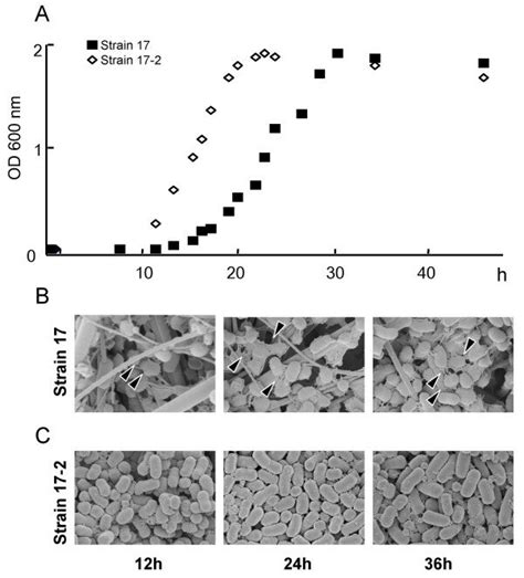 Growth Of P Intermedia Strains 17 And 17 2 In Enriched Trypticase Soy