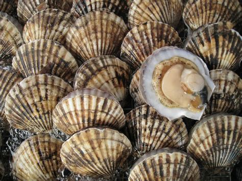 What Do Scallops In The Ocean Look Like At Sherry Goodson Blog